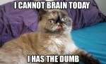 I Cannot Brain Today…. | Calico Writes